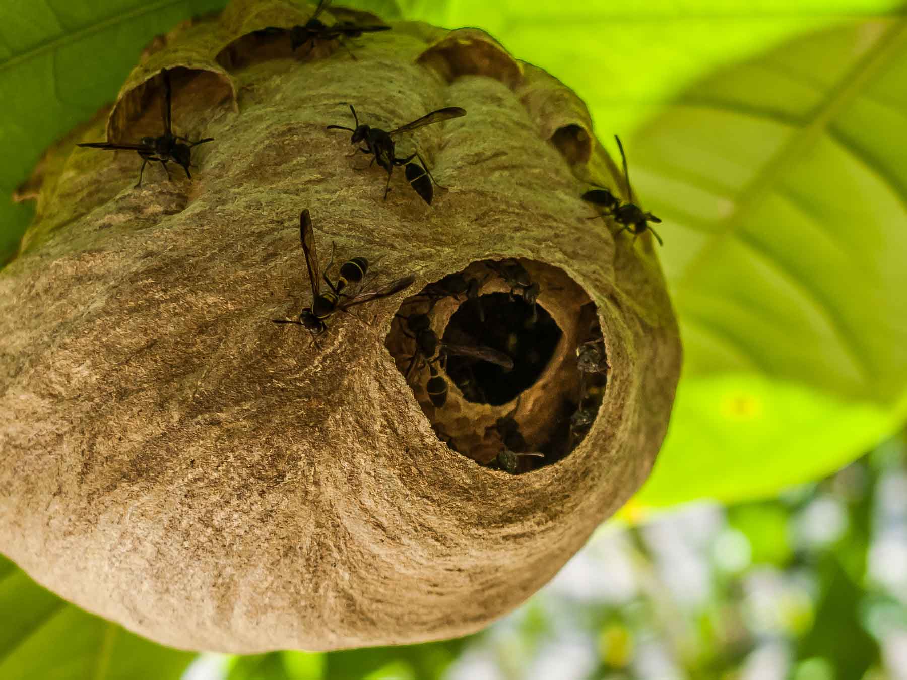 Good Living: San Isidro de Heredia, Costa Rica - De la Pura Vida
