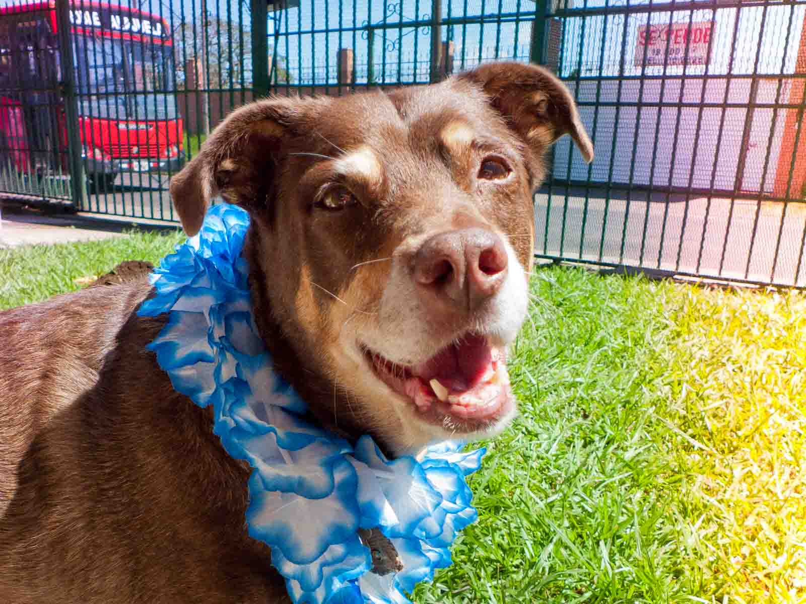 Goodbye Mocha - De la Pura Vida